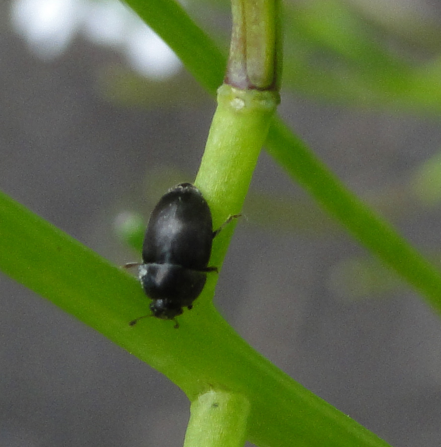 Foto’s kevers : Heemtuin Groningen